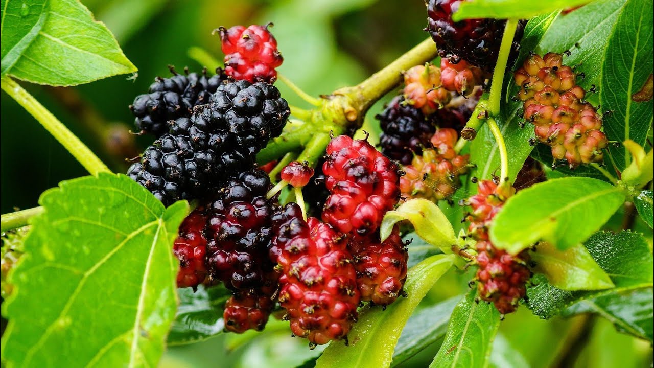 কি ভাবে মালবেরি গাছ টবে করা যায় $$ How to grow mulberry tree in tob.# ...