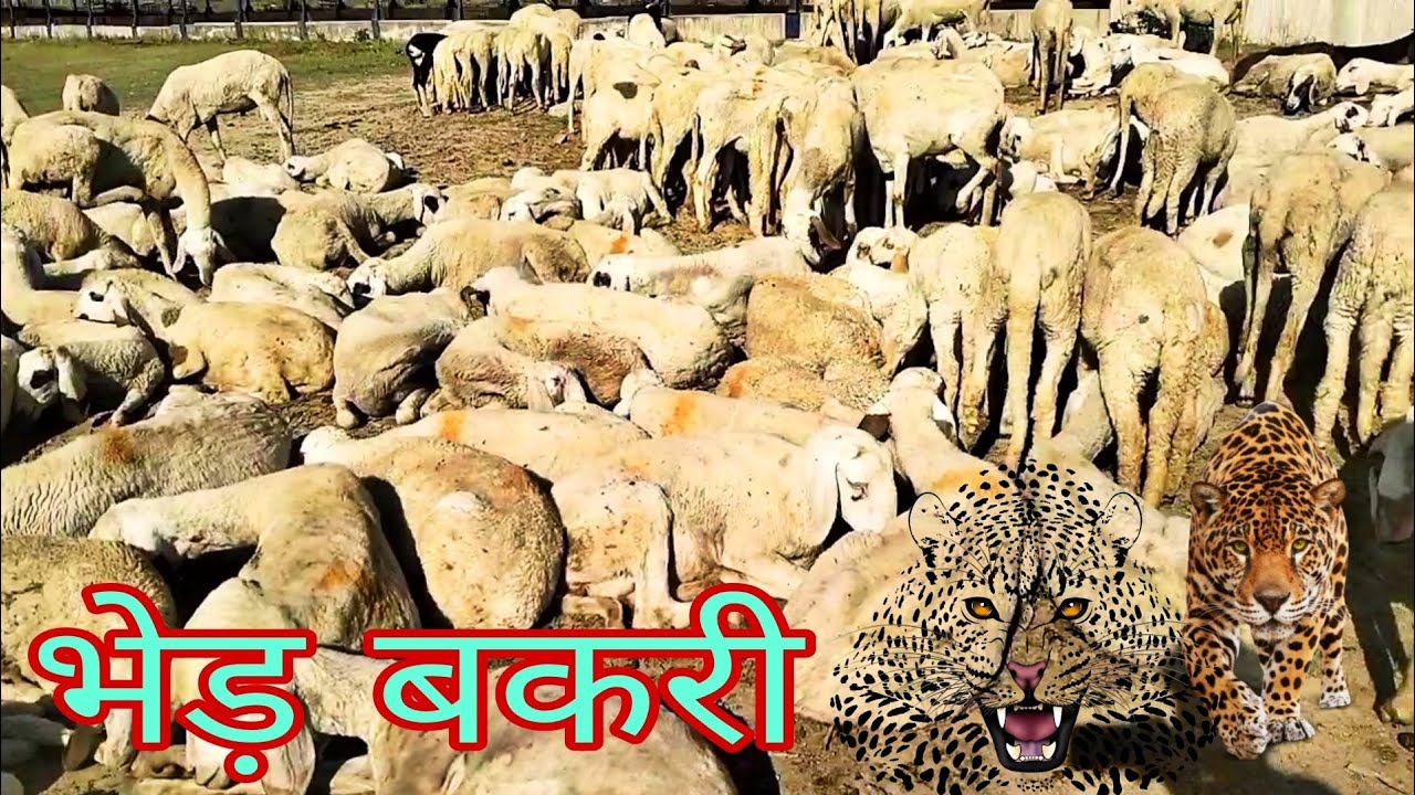 भेड़ bakri || #animals Video #youtuber - YouTube