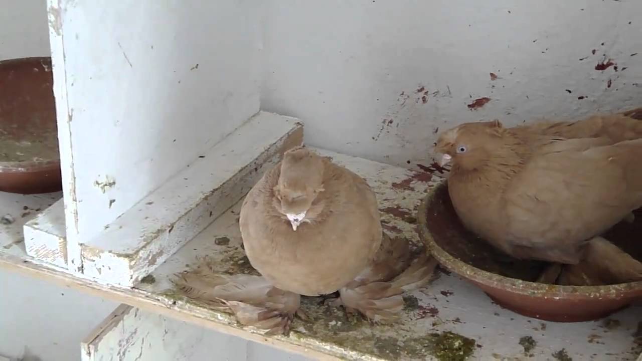ρωσικα περιστερια - uzbek pigeons 02 - YouTube