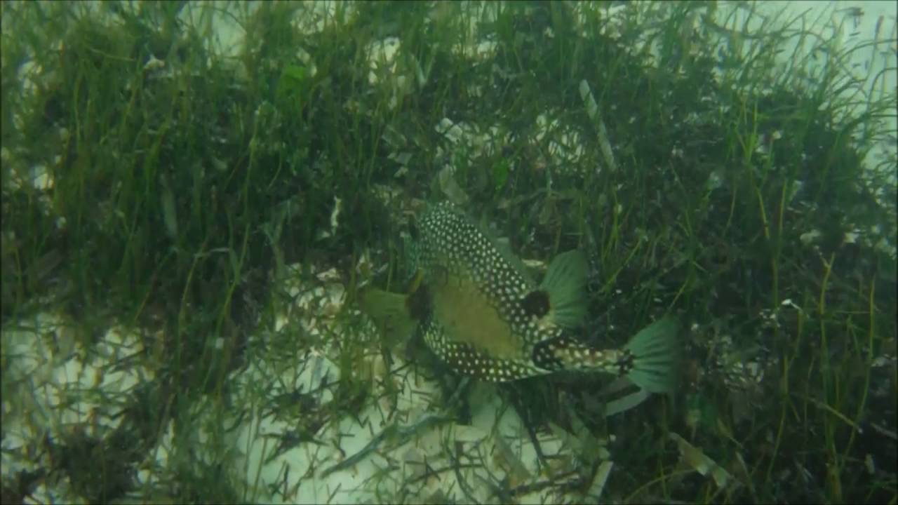 Cowfish Boxfish Definitely Cutefish - YouTube