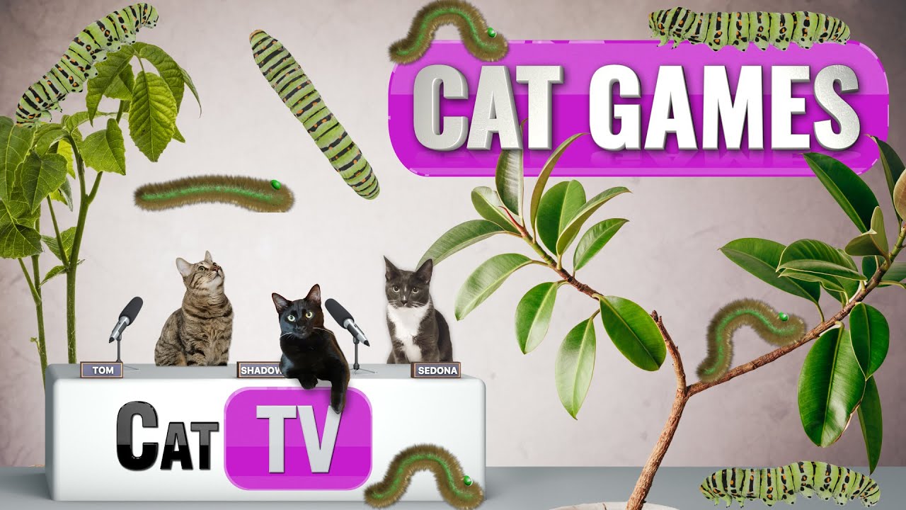 CAT TV | 🐛 Caterpillar Zen Garden: Serene Scenes for Feline Relaxation ...