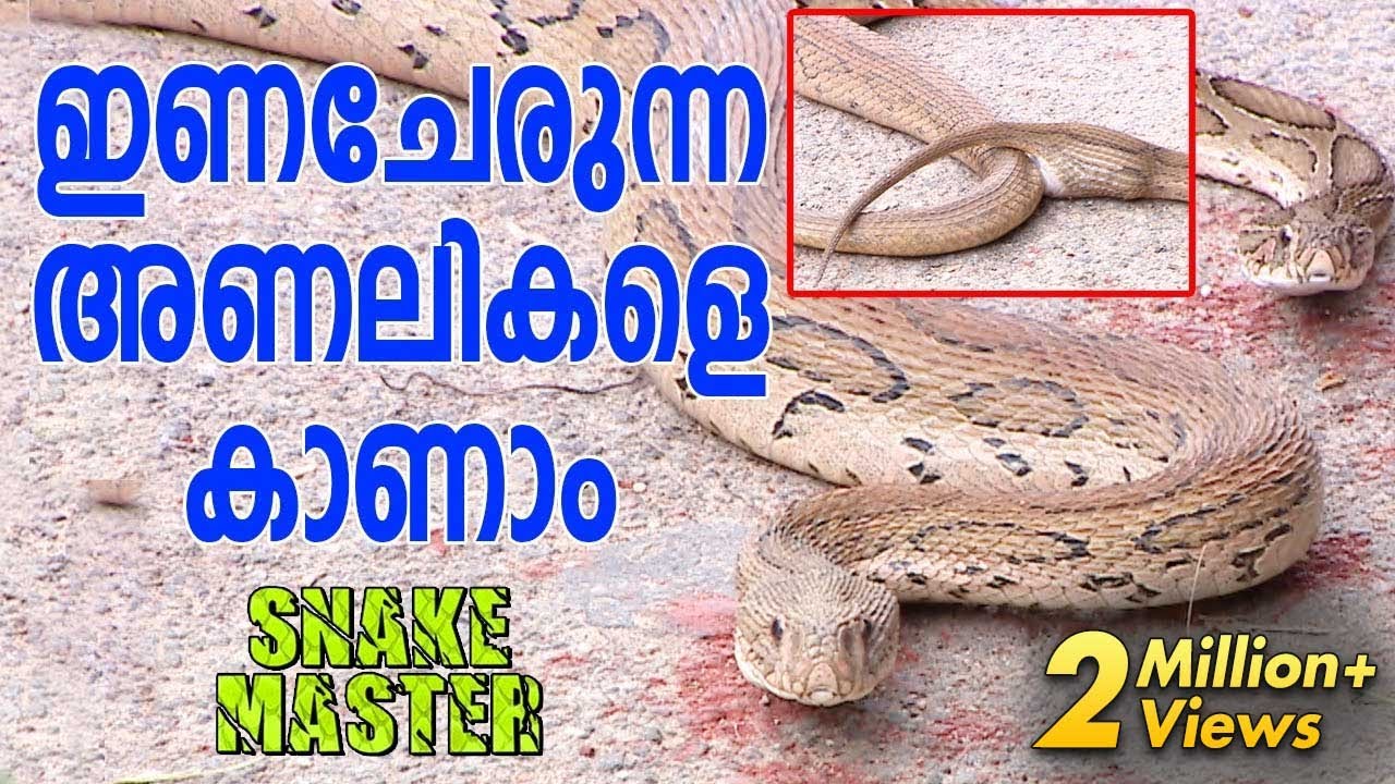Wow ! Mating Russell's Viper & Baby Cobra | Snake Master - YouTube