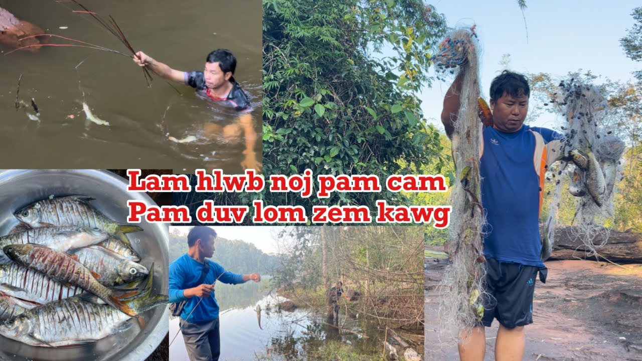 Mus lam hlwb noj ntses pam cam lom zem kawg. 4/11/2023 - YouTube