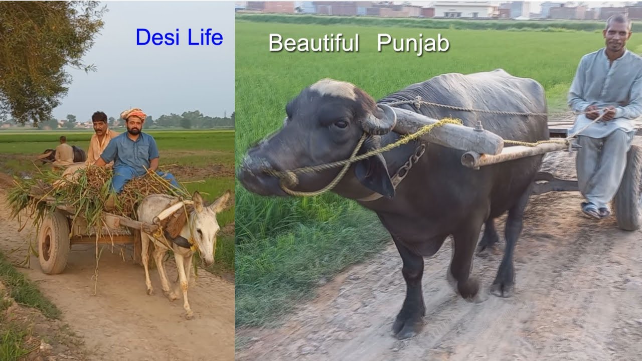 Beautiful Punjab | Green Punjab | سر سبز | Desi Bull Cart | Donkey Cart ...