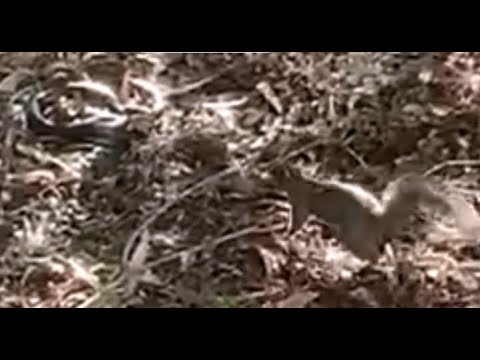 Squirrel vs Snake - YouTube