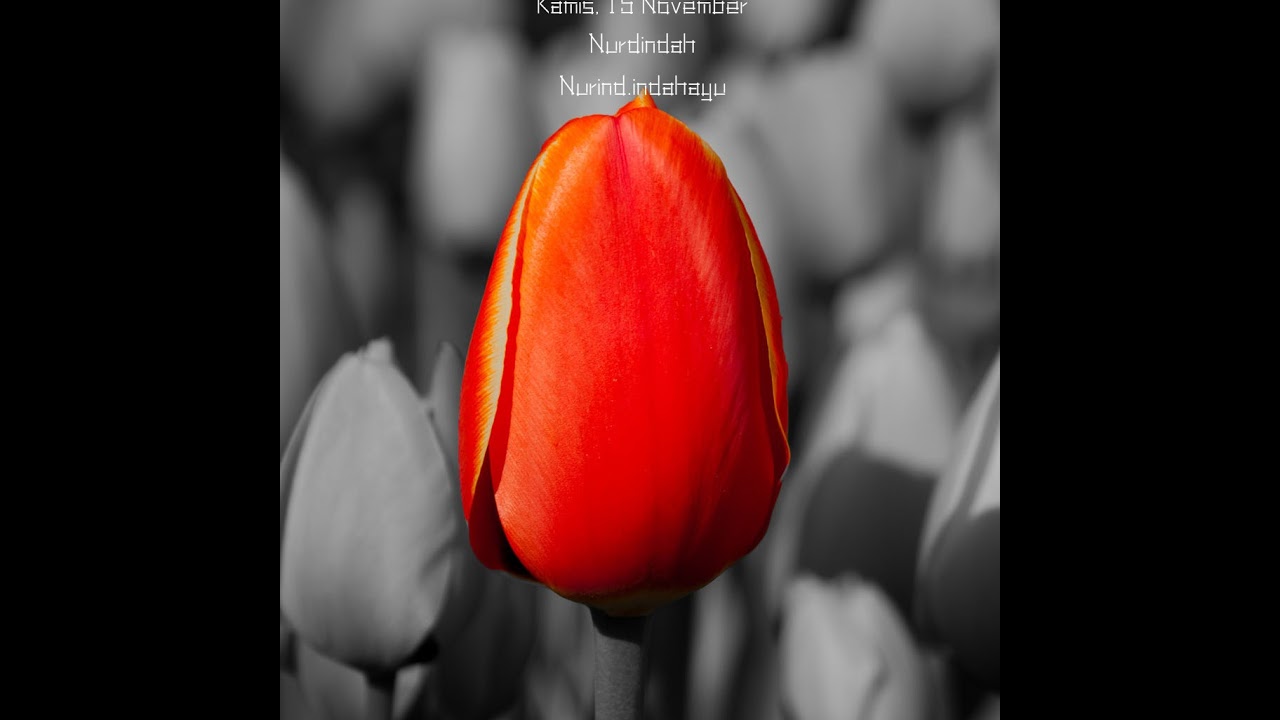 Live Stream NDS OFFICIAL - YouTube