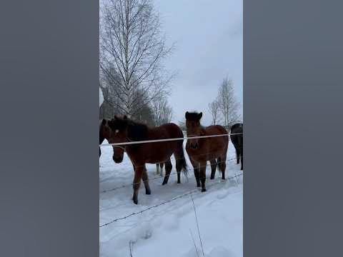 Лошадки на поле зимуют - YouTube