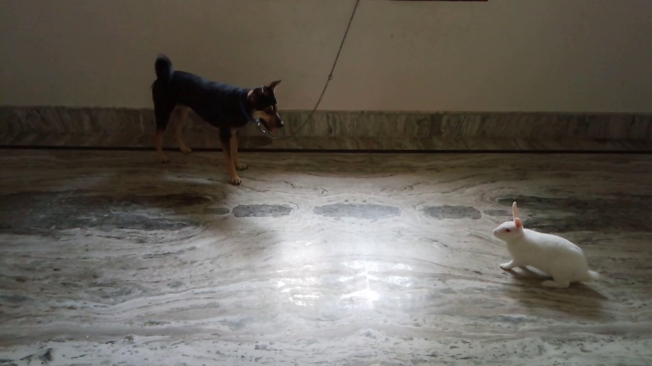 2 dogs vs rabbit fight - YouTube