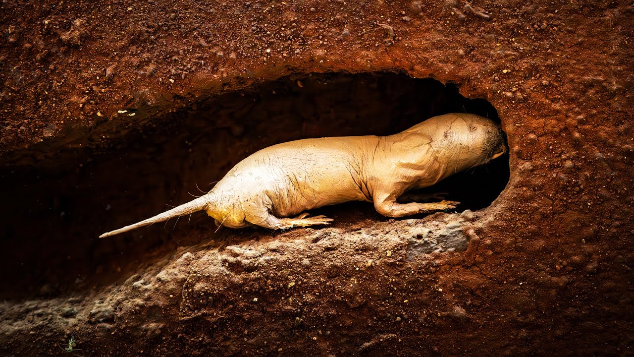 The Most Unusual Creature: The Naked Mole Rats Surviving Underground ...