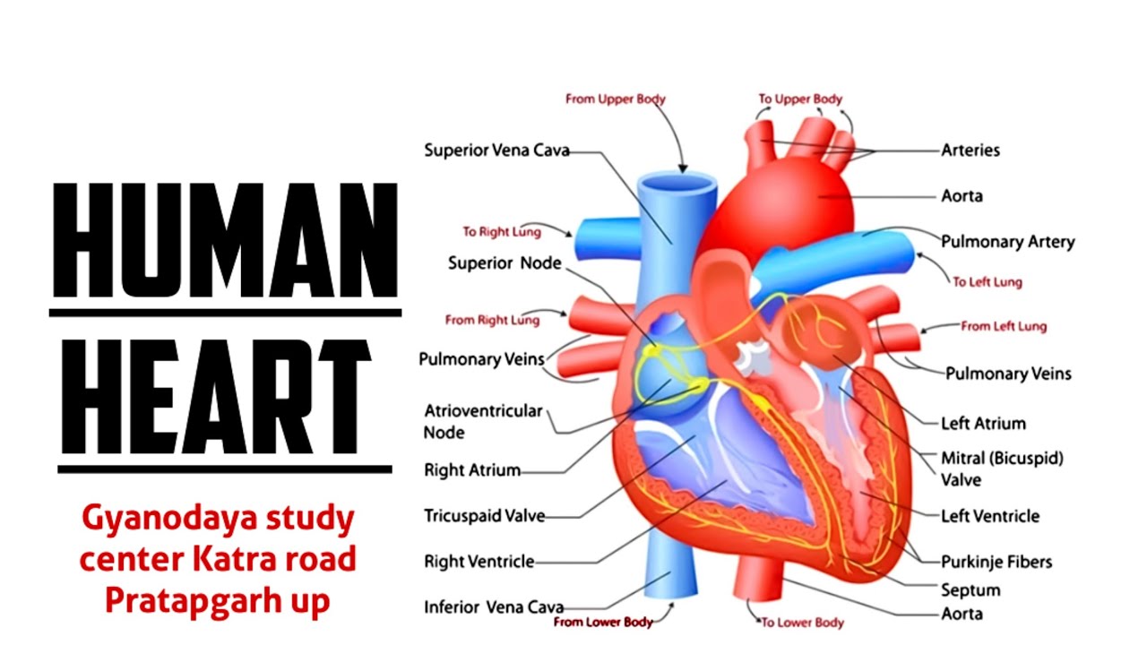 Human Heart - YouTube