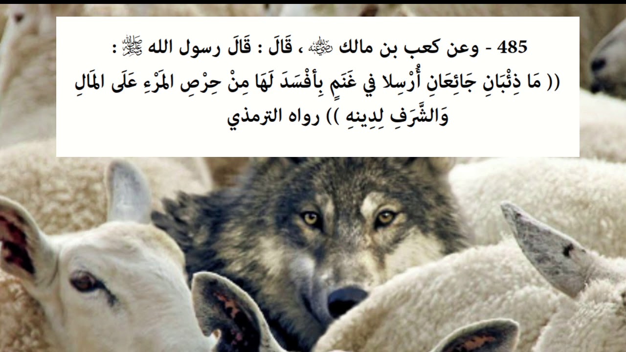 Riyāḍ us-Ṣāliḥīn - Hadith 485 - Two hungry wolves in a flock of sheep ...
