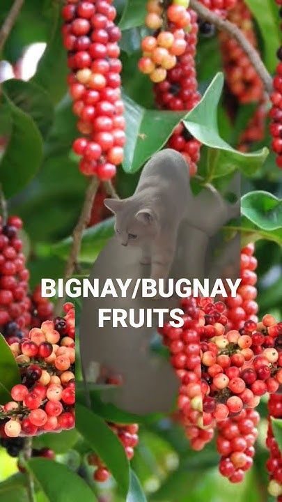 BIGNAY/BUGNAY FRUITS #bignayfruitscatsplit #britishshorthaircat #asmr #shorts - YouTube