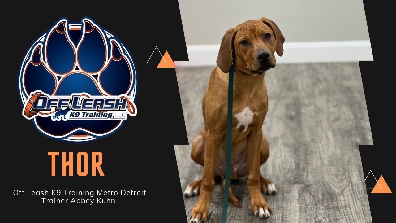 Thor I 5 Month Old Rhodesian Ridgeback I Detroit Trainer Abbey Kuhn ...