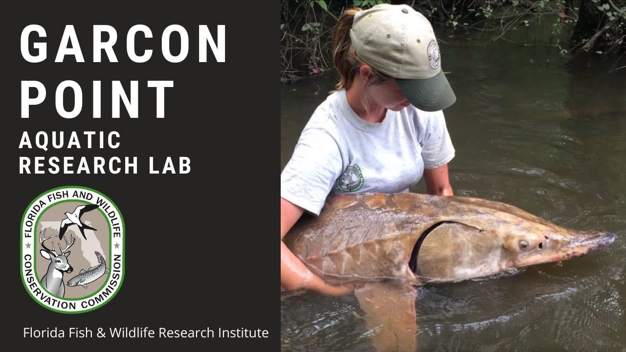 Garcon Point Aquatic Research Lab - YouTube