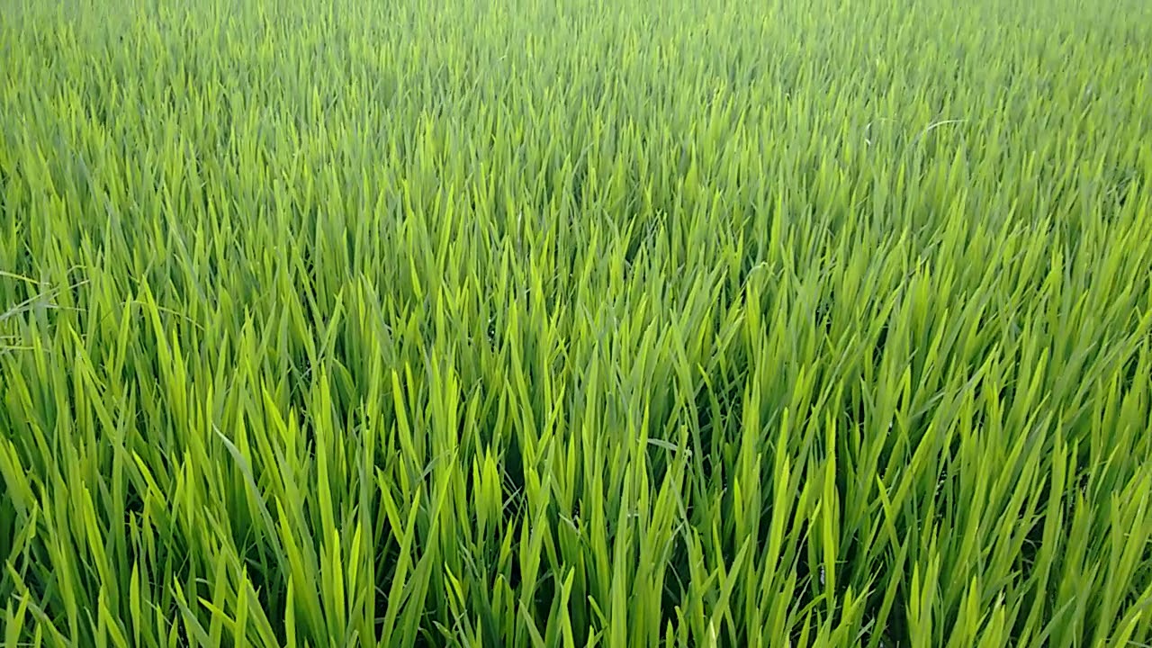 RNR Paddy cultivating at Siddipet district Mirdoddy mandal LINGUPALLY ...