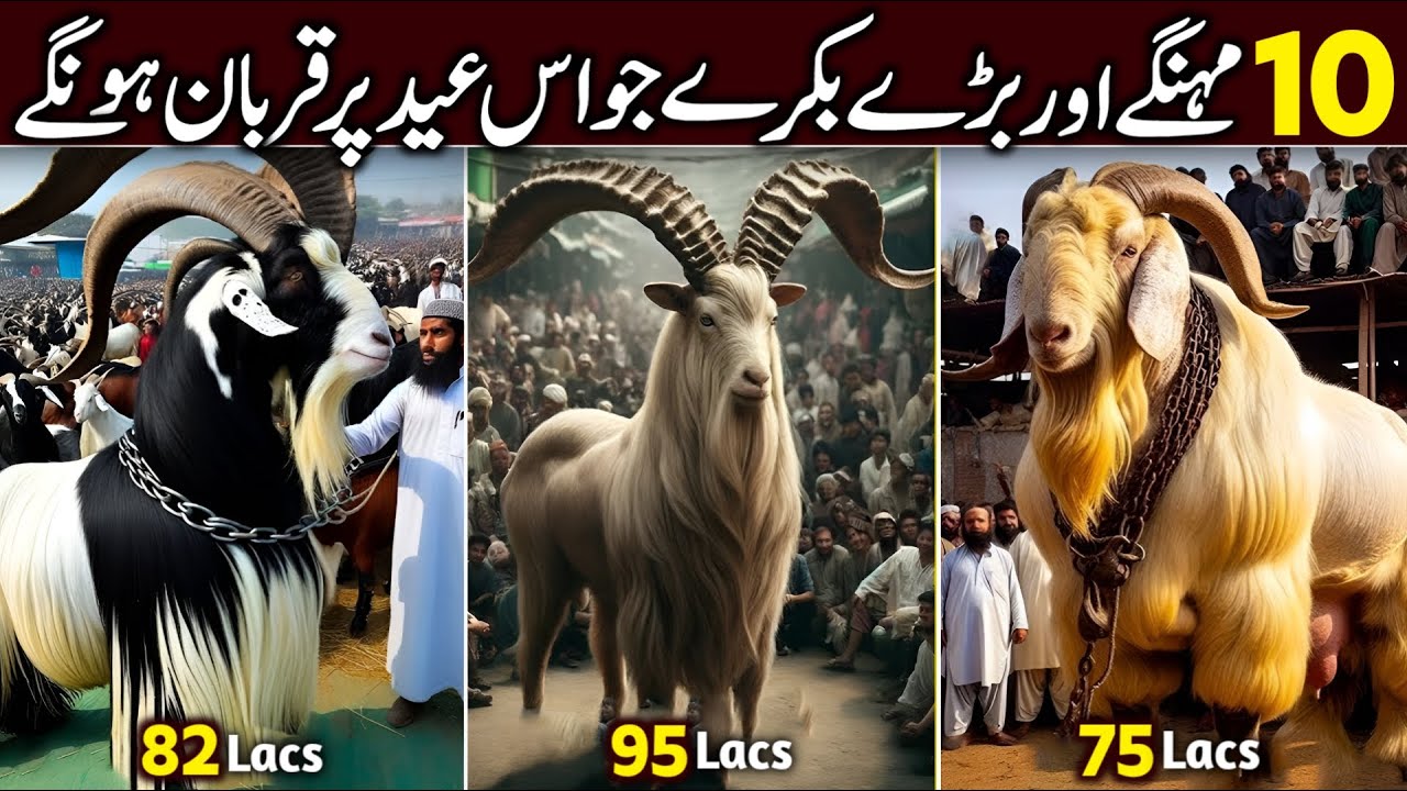 10 Most Expensive Qurbani Bakra in Pakistan | Biggest Bakra on Eid ul ...
