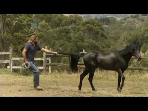 The horse tamer - Enigma