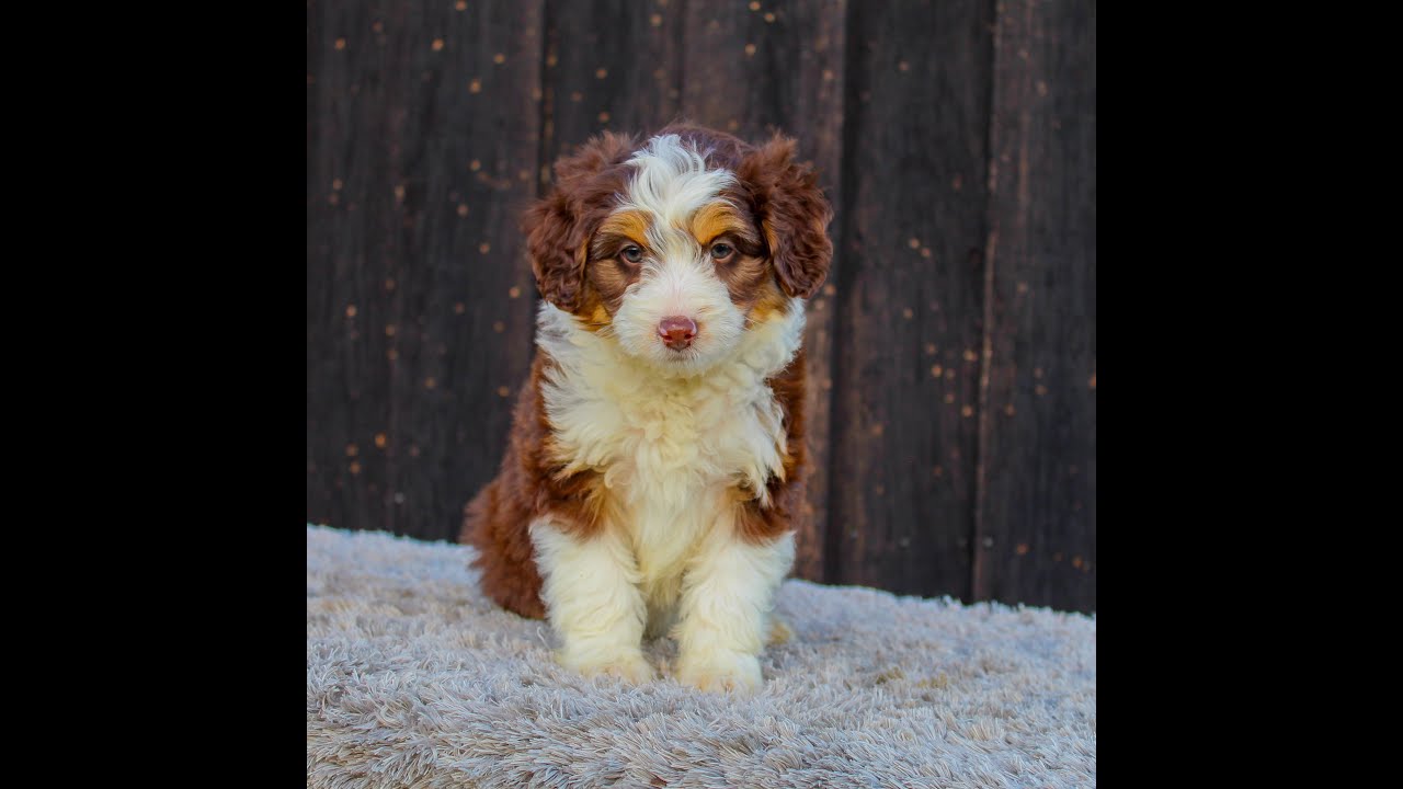 Paul the Mini Aussie Doodle Pup - YouTube