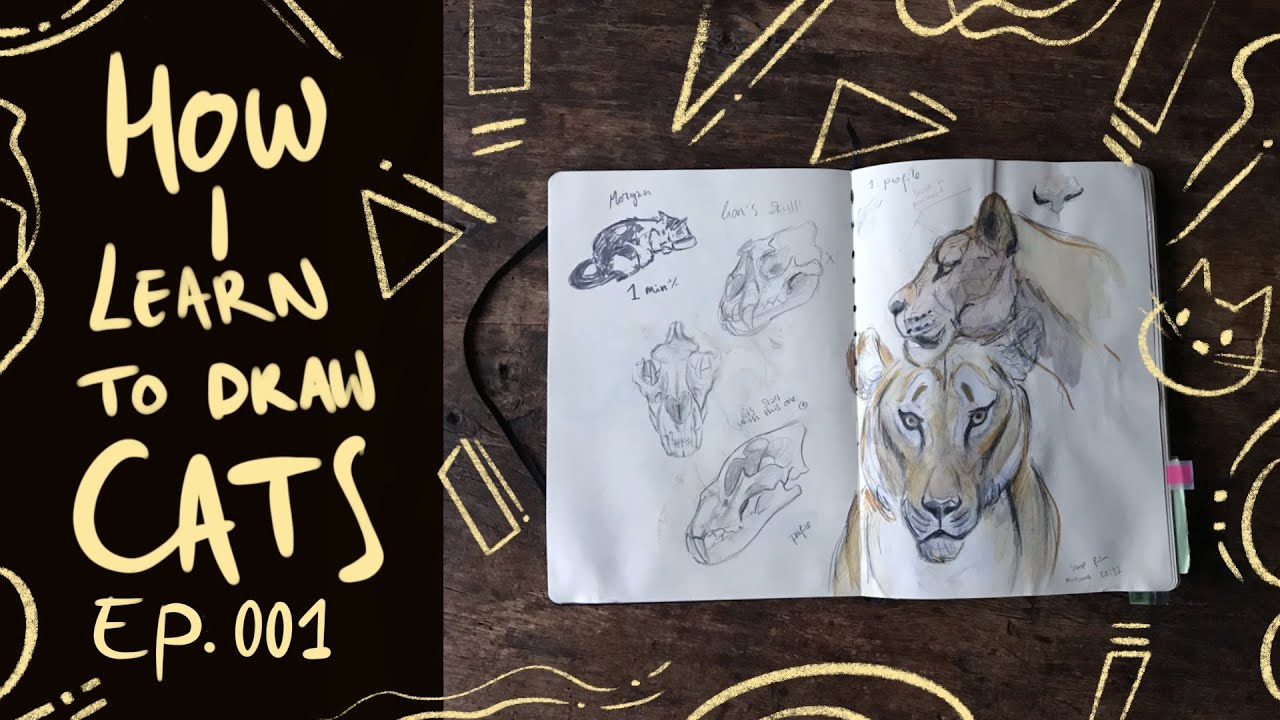 How I Learn To Draw Cats - Draw With Me - - YouTube