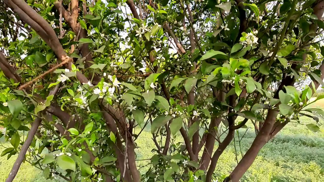 Ka Tree YouTube ka-tree-youtube
