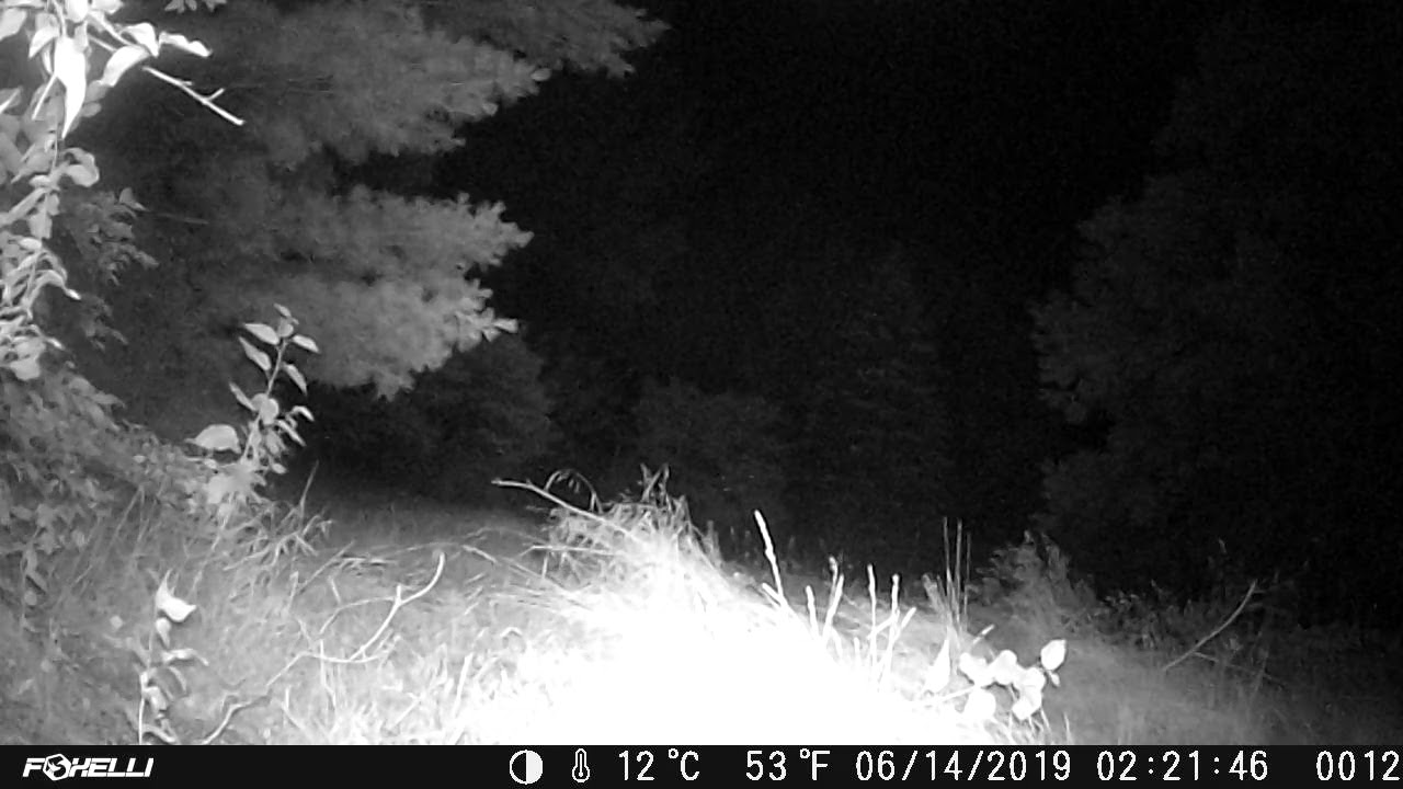 Back Yard Night Trail Cam Red Fox - YouTube