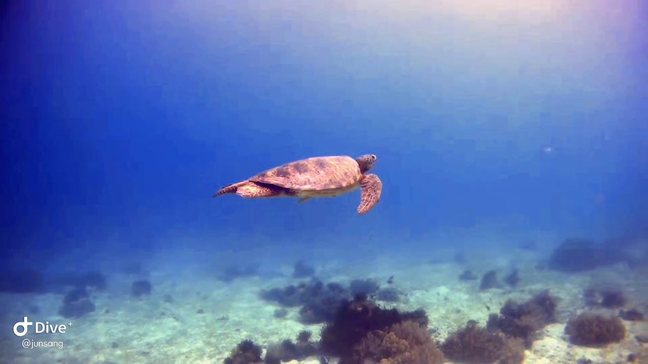 Turtle in Balicasag Bohol - YouTube