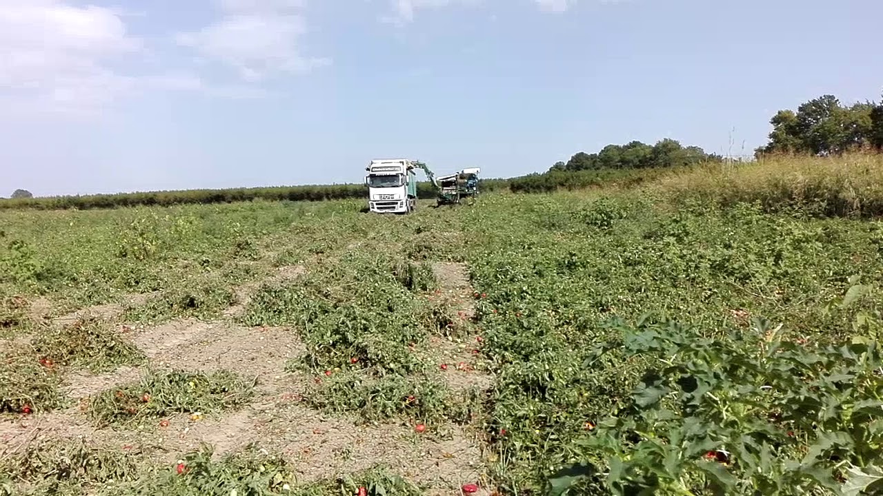 Συλλογη βιομηχανικης τοματας. Tomato harvesting - YouTube