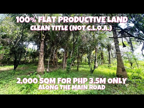 (PROPERTY#88) 2,000 SQM I 100 % FLAT PRODUCTIVE LAND I CLEAN TITLE NOT ...