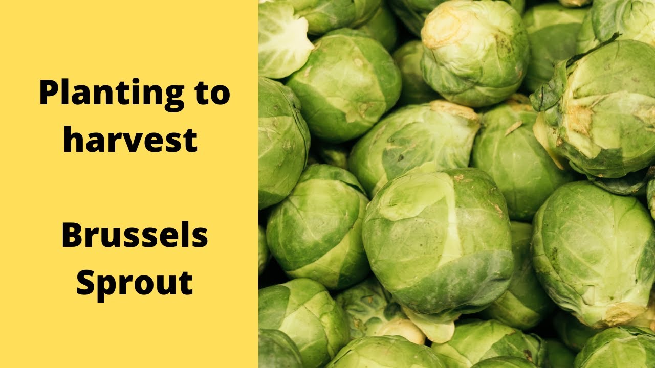 Season of Brussel Sprouts plant starts to harvest. what to know - YouTube