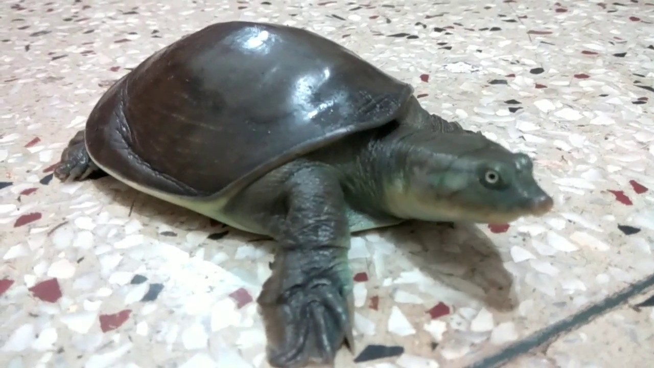 Cute indian flapshell turtle - YouTube