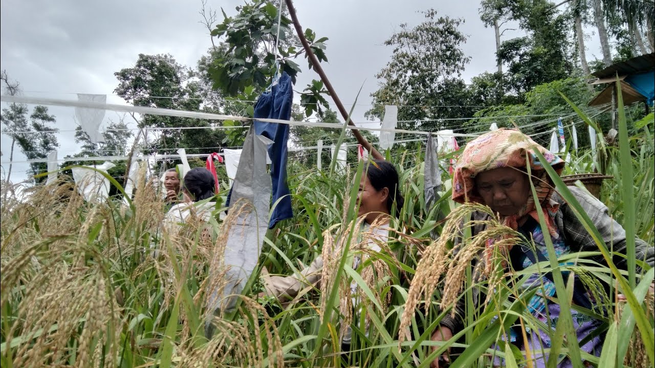 VLOG MENUAI PADI BUKIT - YouTube