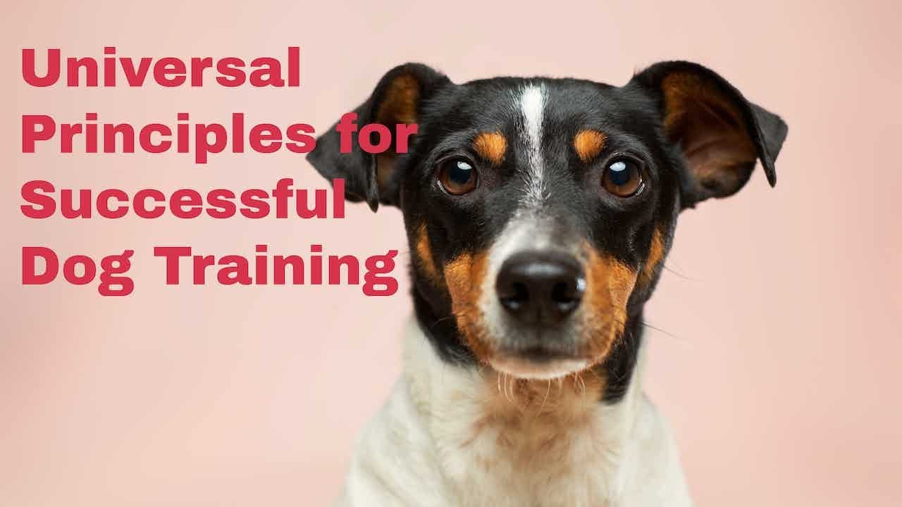 Universal Principles for Successful Dog Training - YouTube