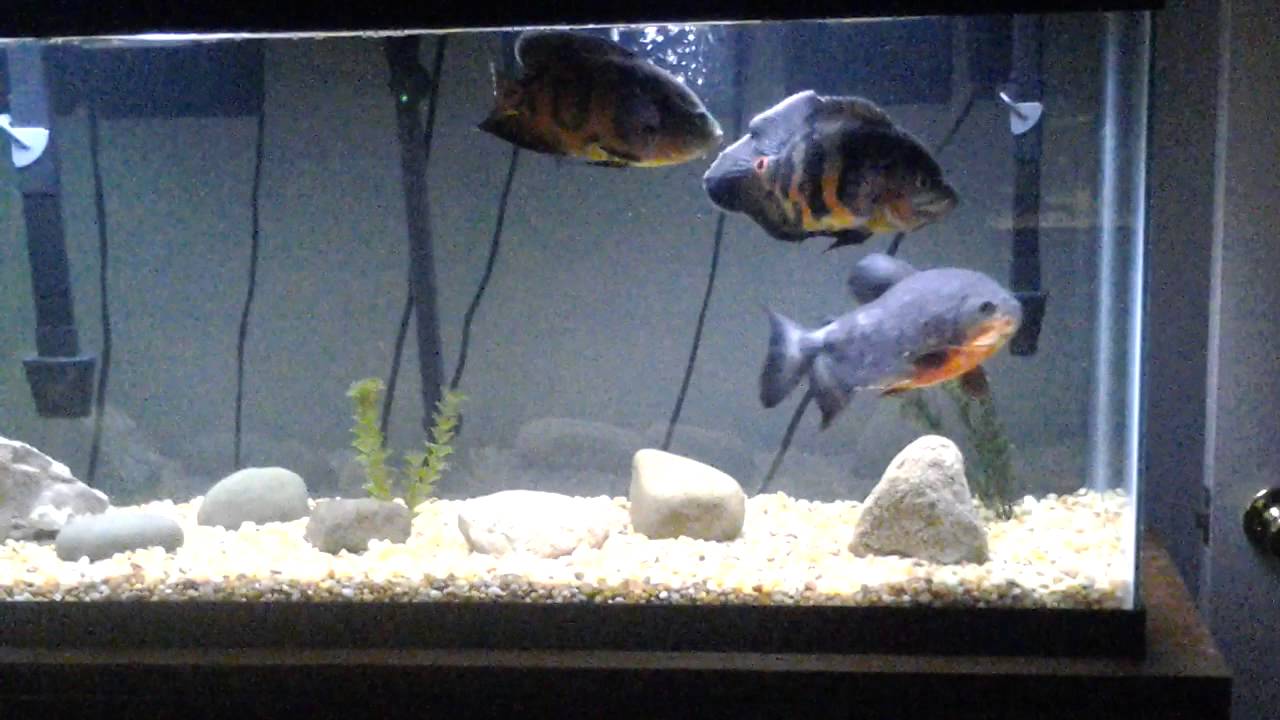 My pacu and tiger oscars - YouTube