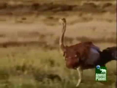 Tiger Kills Ostrich, can chase prey down that run 40 mph or more. - YouTube