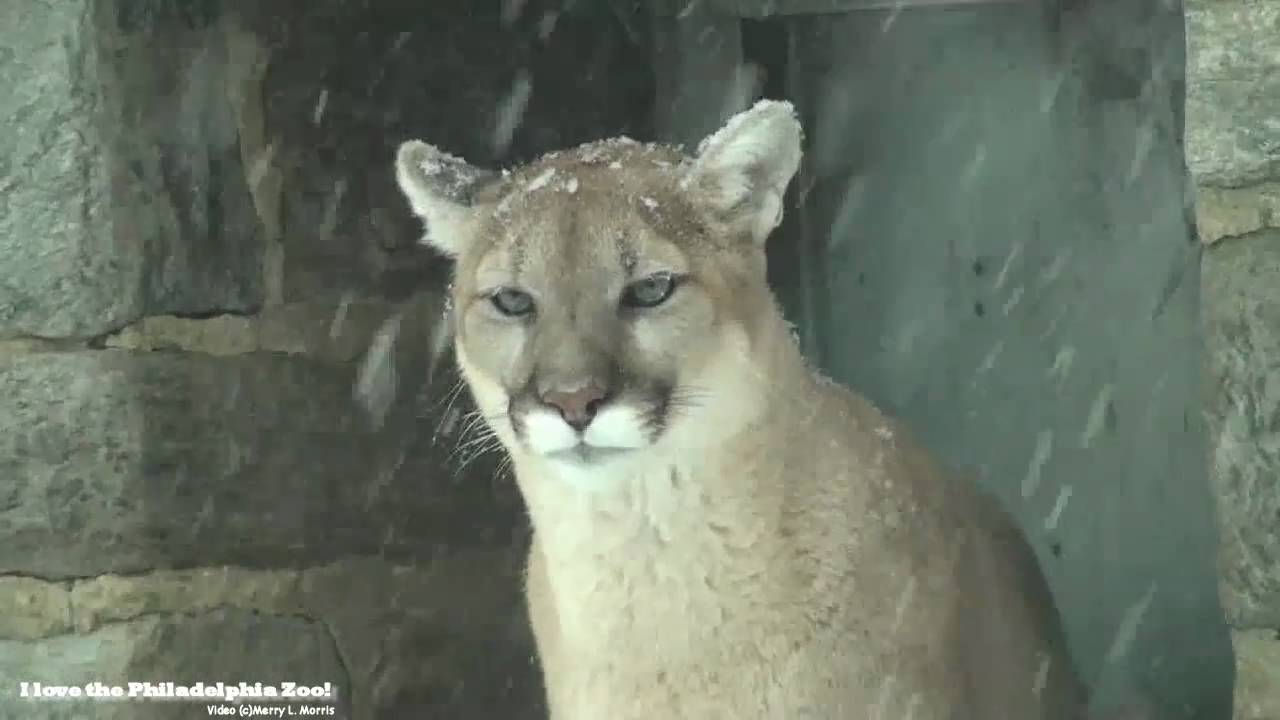 Philadelphia Zoo Puma - Snowdrops Keep Falling on My Head - YouTube