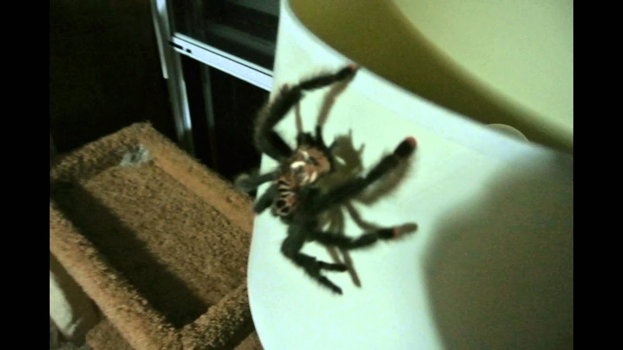 4k spider husk - YouTube