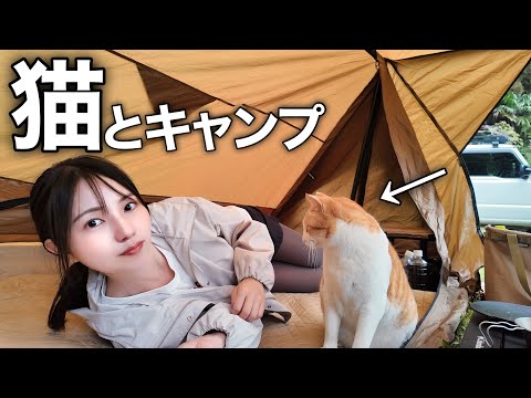 キャンプで可愛すぎる猫がテントに侵入して来ました・・・