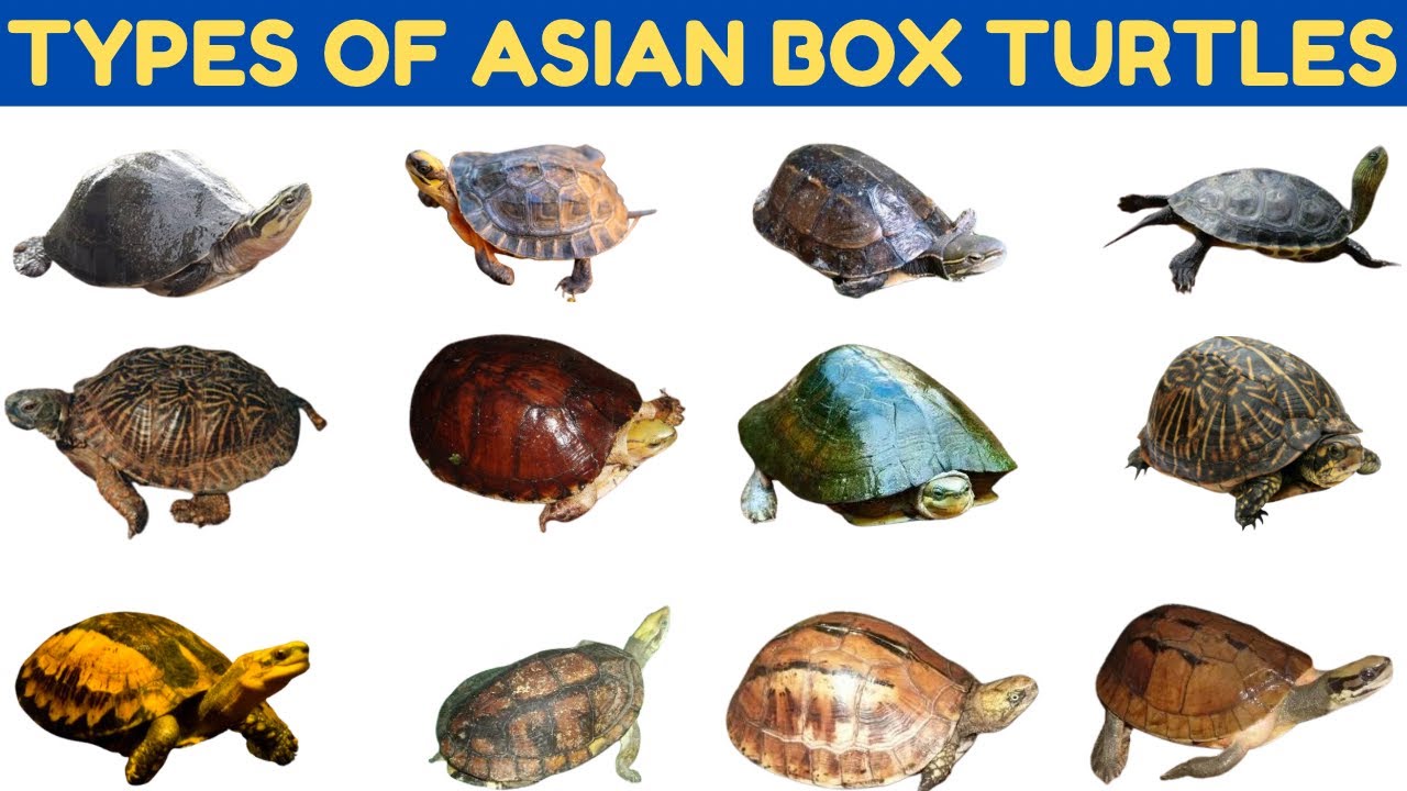 Types Of Asian Box Turtles | Turtle | Turtles For Kids #boxturtle # ...