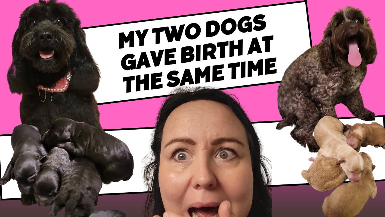 Two dogs give birth at the same time at the same day - YouTube