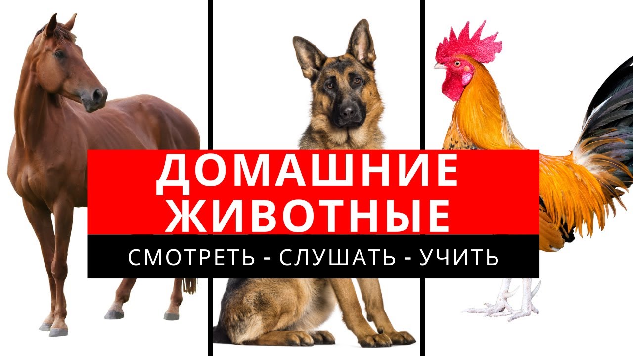 Bauernhoftiere Tierstimmen - Russisch RU ganz einfach ( Домашние ...