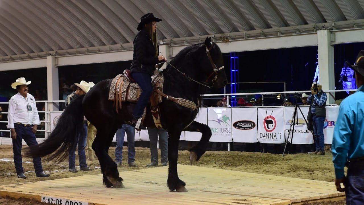 Caballo Frisian Bailador - CD Obregon Sonora - YouTube