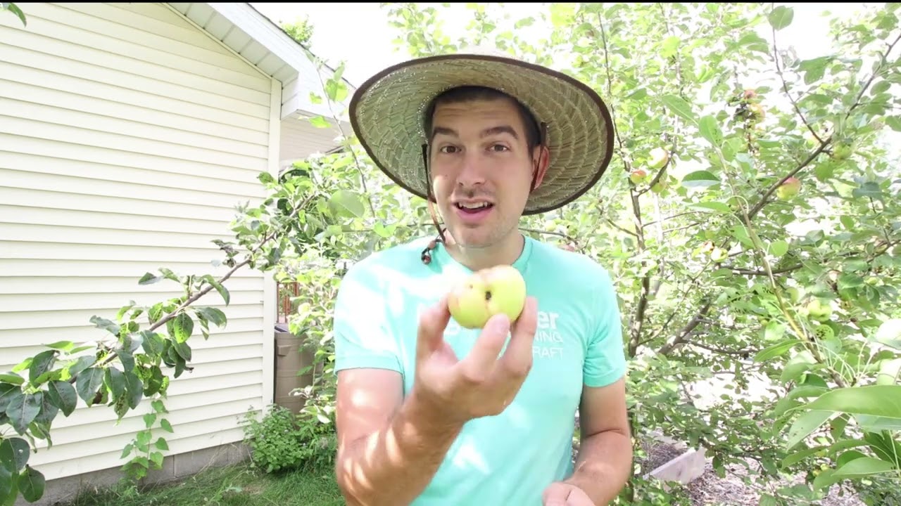 What Makes Apples Misshapen or Lumpy + How To Fix It! - YouTube