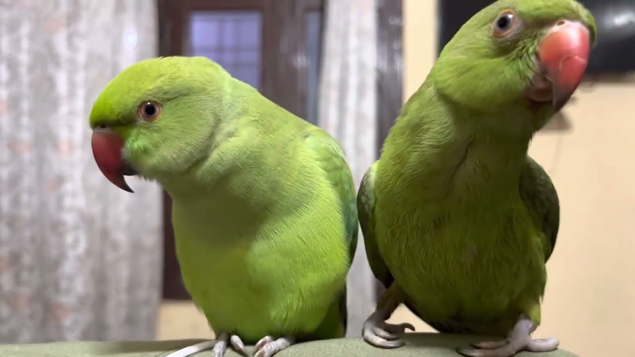 Talking parrot. Cute mama parrot and baby parrot. #mitthu #parrot # ...