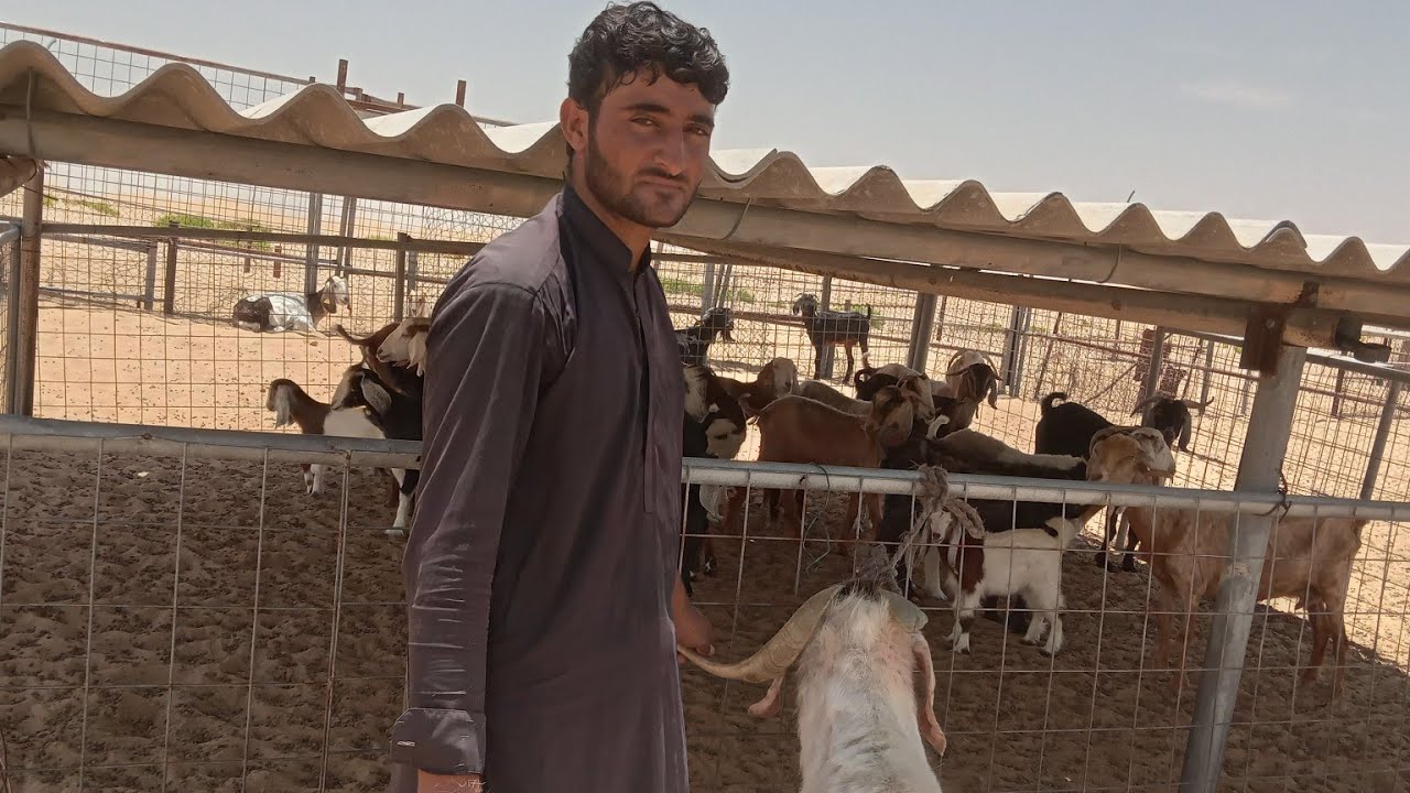 Mashallah yah Bakri hai Dubai se iska Bal Kata Vakil King Bakri ka ...