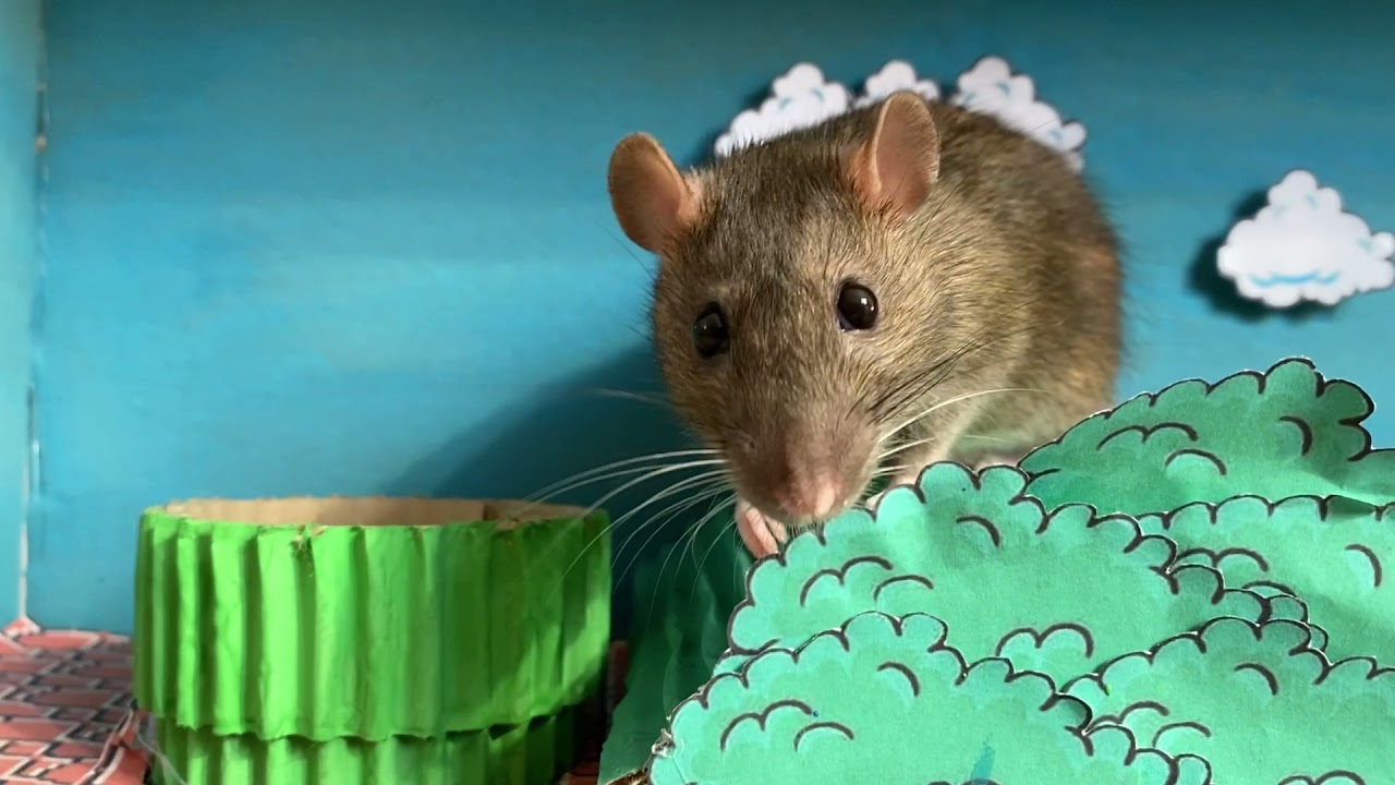 How a rat got into Mario in real life. The story of the little rat # ...
