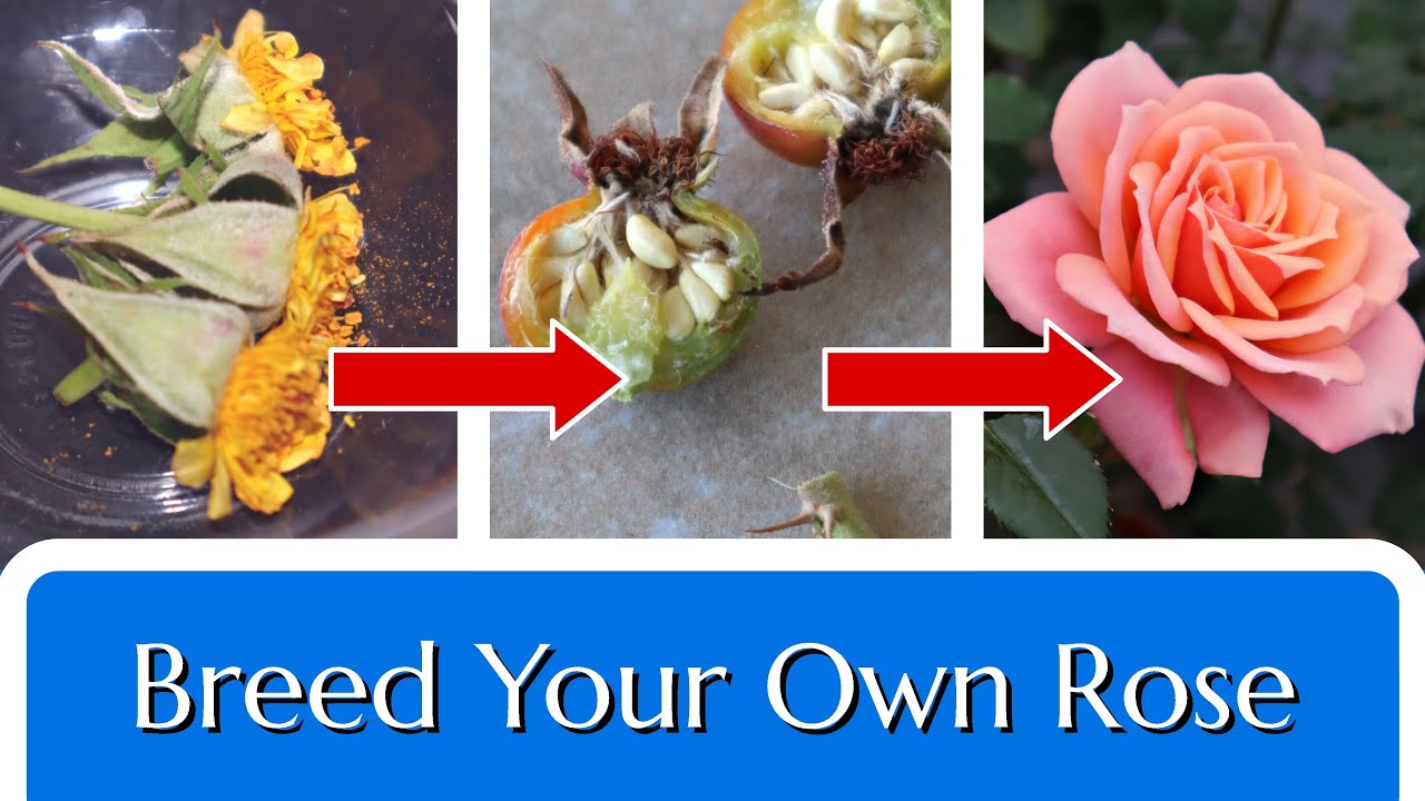 Unique Rose Breeds