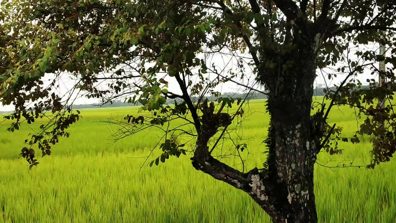 || Dhanoni pothar(ধাননি) || Lakhimies of Assam || India🔥 - YouTube