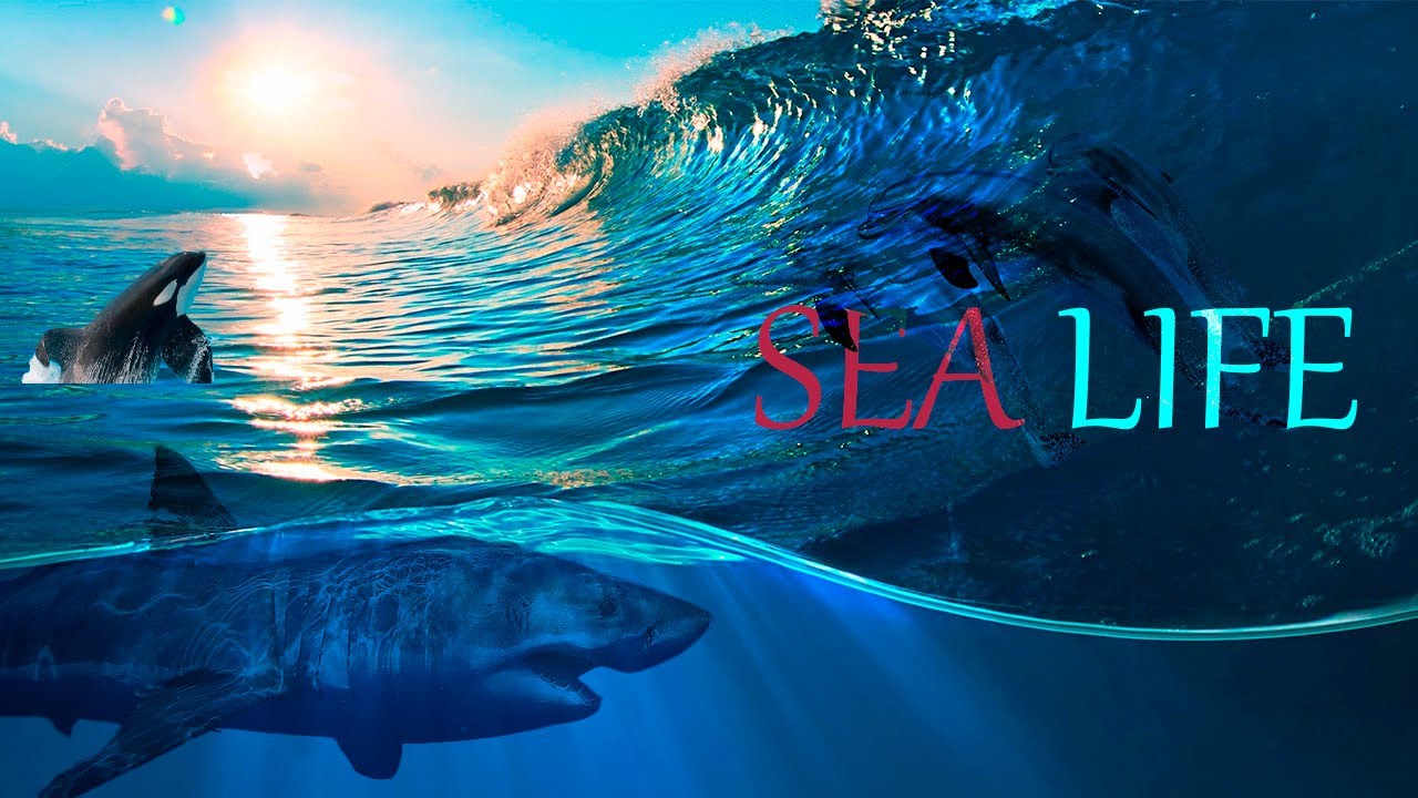 Stunning 4K Underwater footage + Music | Nature Relaxation™ Rare ...