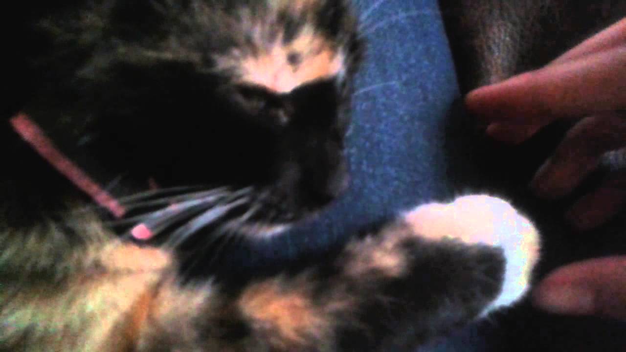 MY SUPER DOPE CAT !!!!!!!!!!!! - YouTube