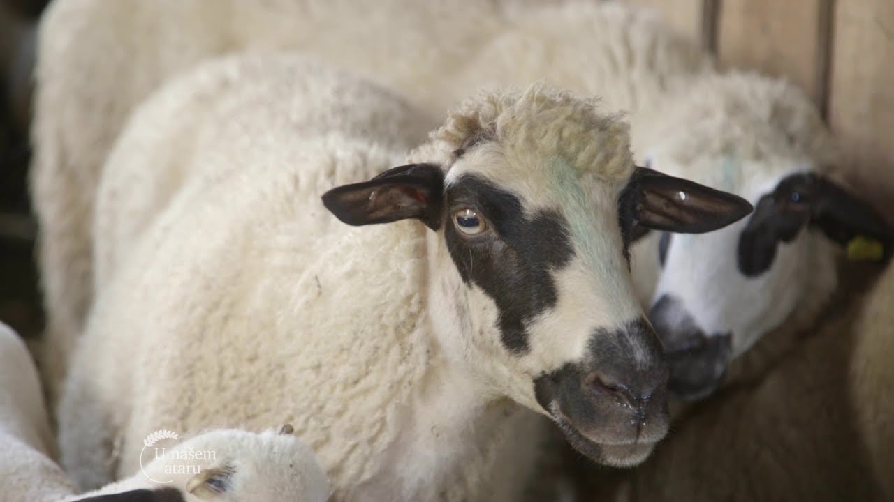 Uzgoj ovaca rase Sjenicka pramenka u selu Suvodanje - U nasem ataru 806 ...